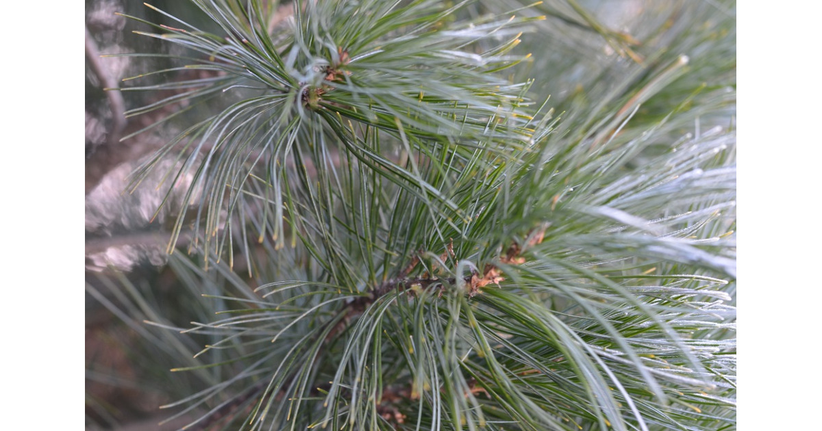 Platforma Zapytań i Ofert